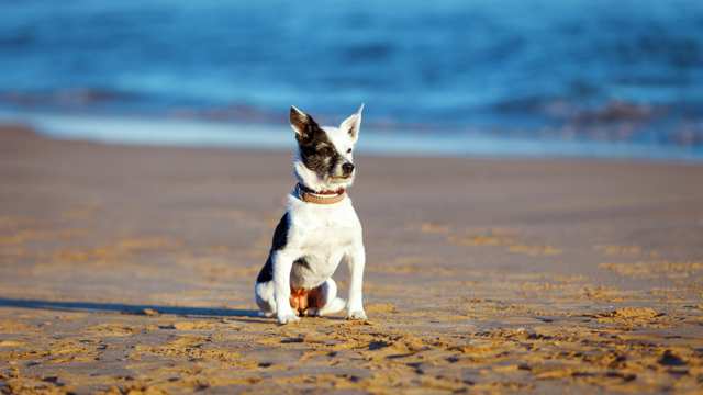 Border Jack vs Miniature Australian Shepherd » Complete Breed Comparison