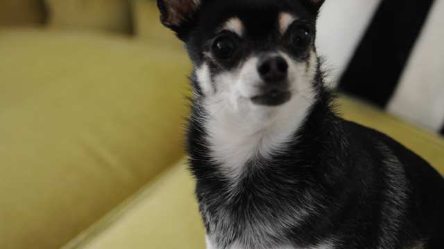 Maltese vs Boston Terrier Chihuahua » Complete Breed Comparison