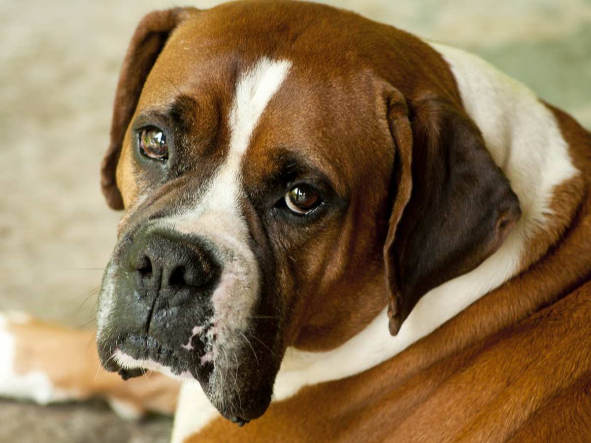 Boxer Bulldog Mix Weight