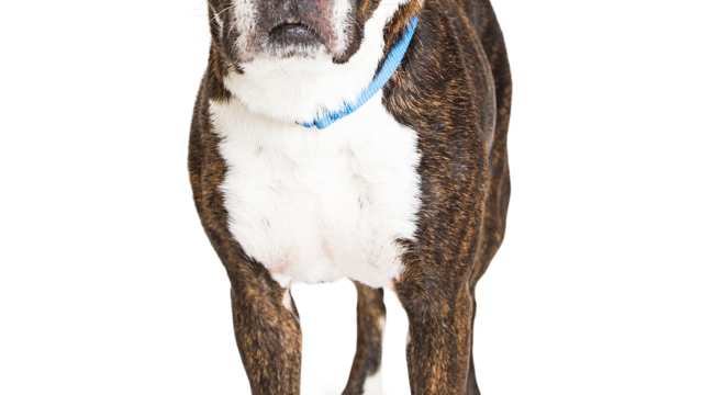 Boxer vs Bullboxer Pit » Complete Breed Comparison