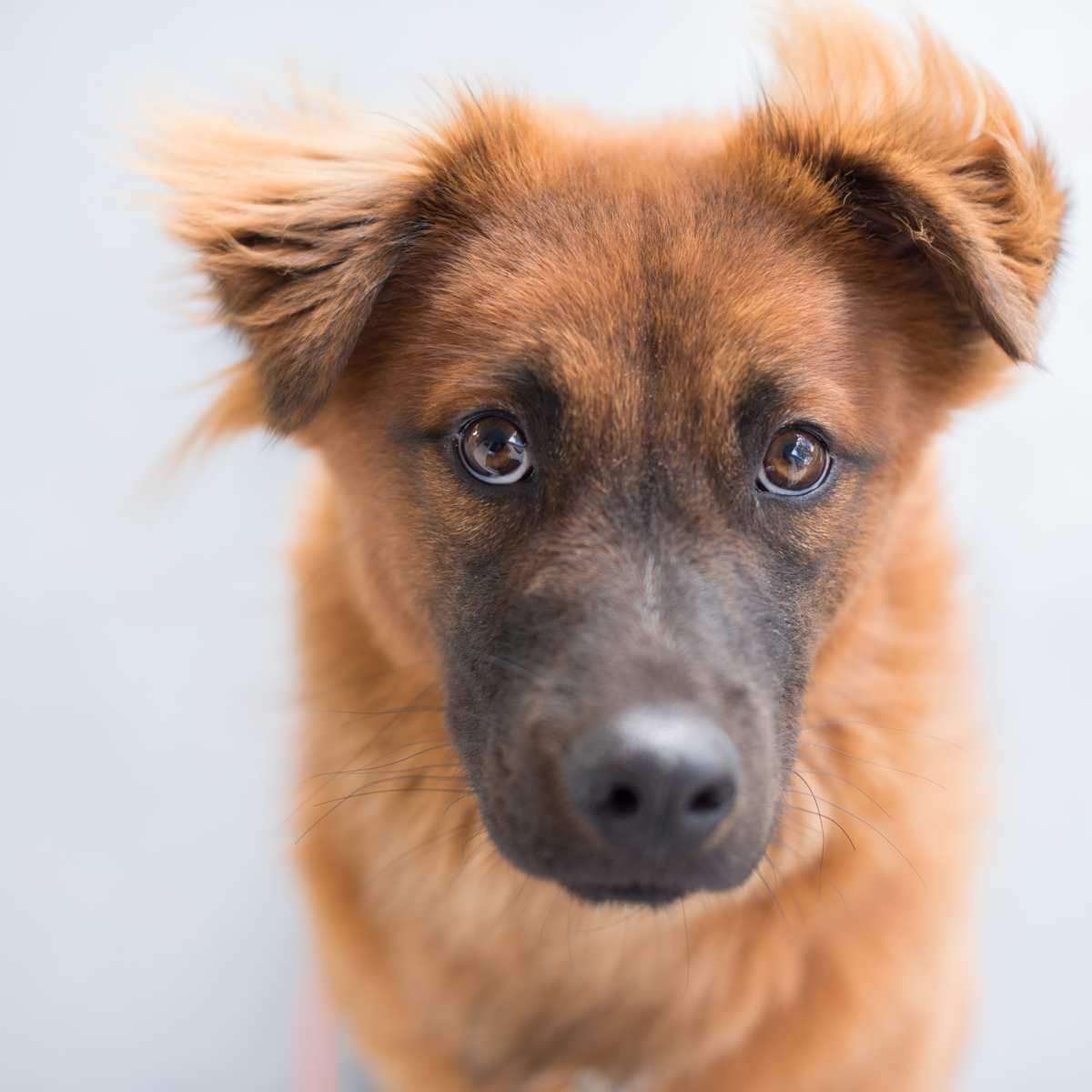 Chow Shepherd Mix Life Expectancy
