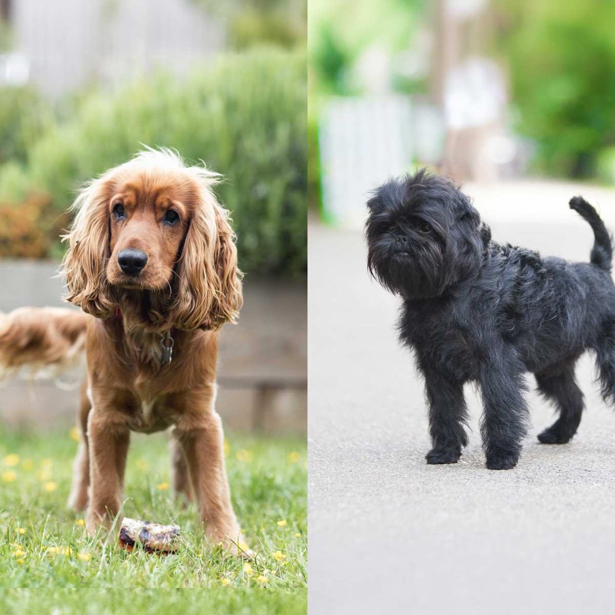 Affenpinscher Cocker Spaniel Male & Female Affenpinscher Weights