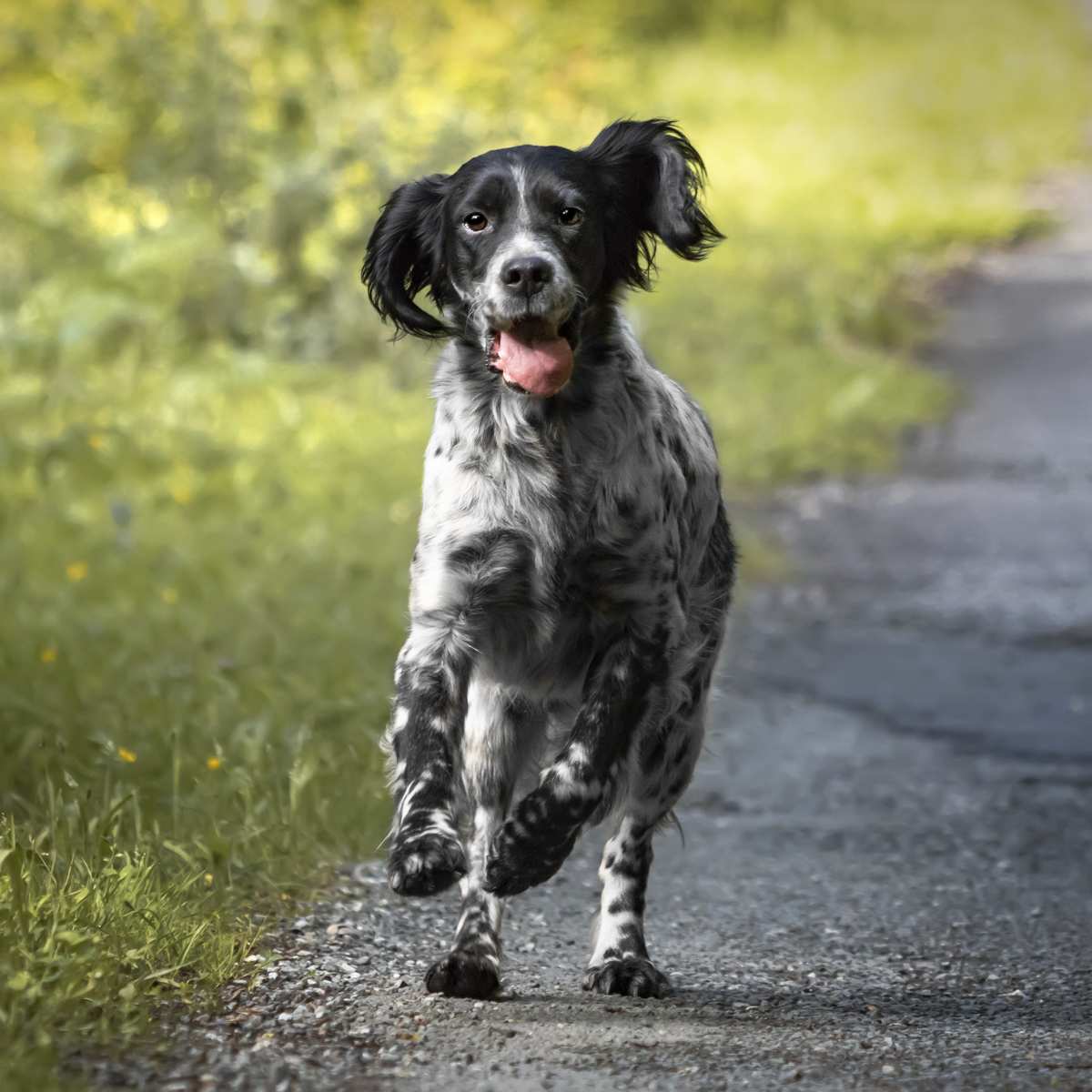 English Setter 101