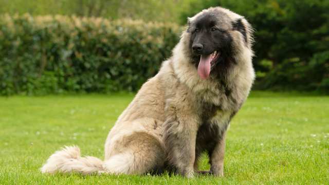 Pomeranian vs Estrela Mountain Dog » Complete Breed Comparison Pomeranian vs Estrela Mountain Dog » Complete Breed Comparison