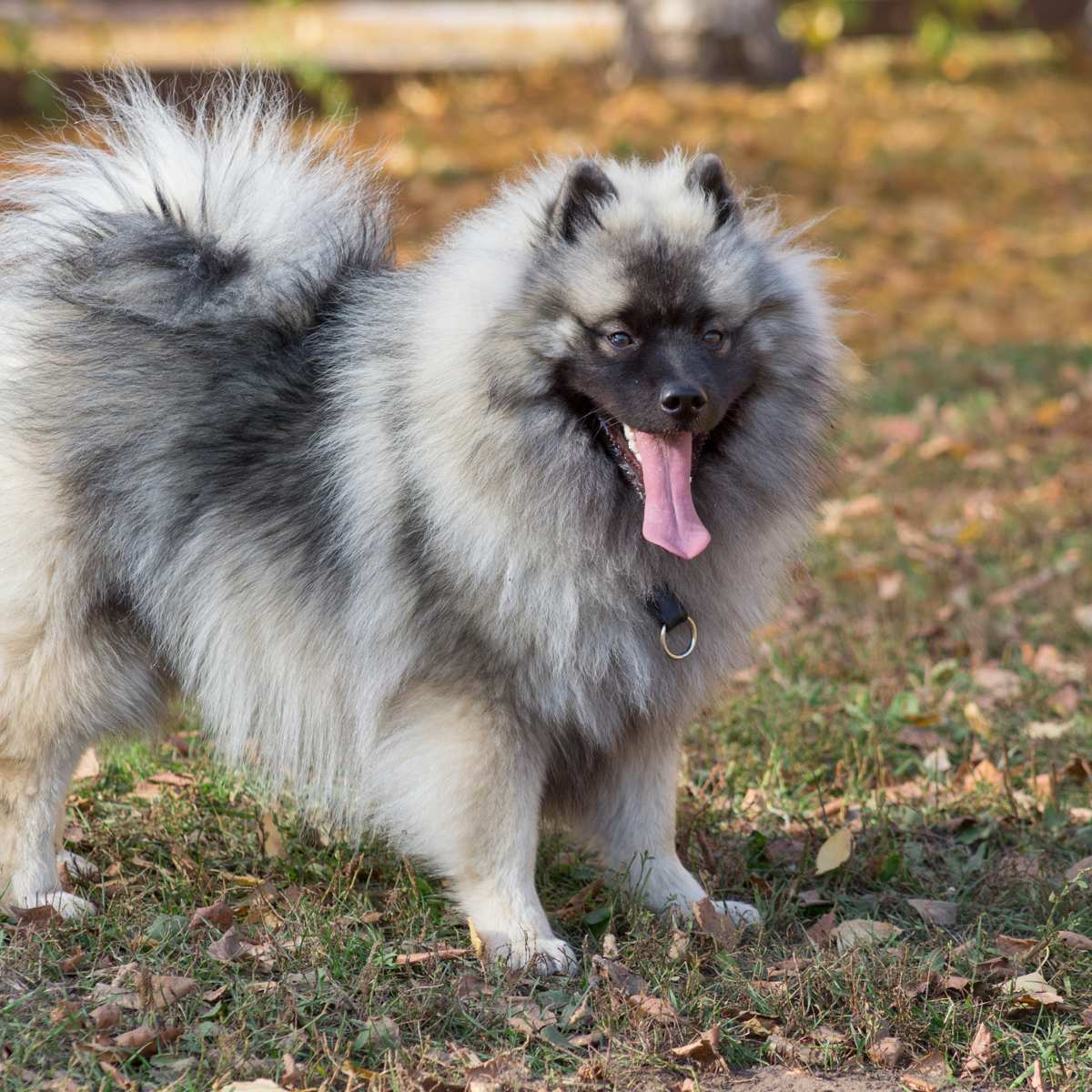 What Does A German Spitz Look Like