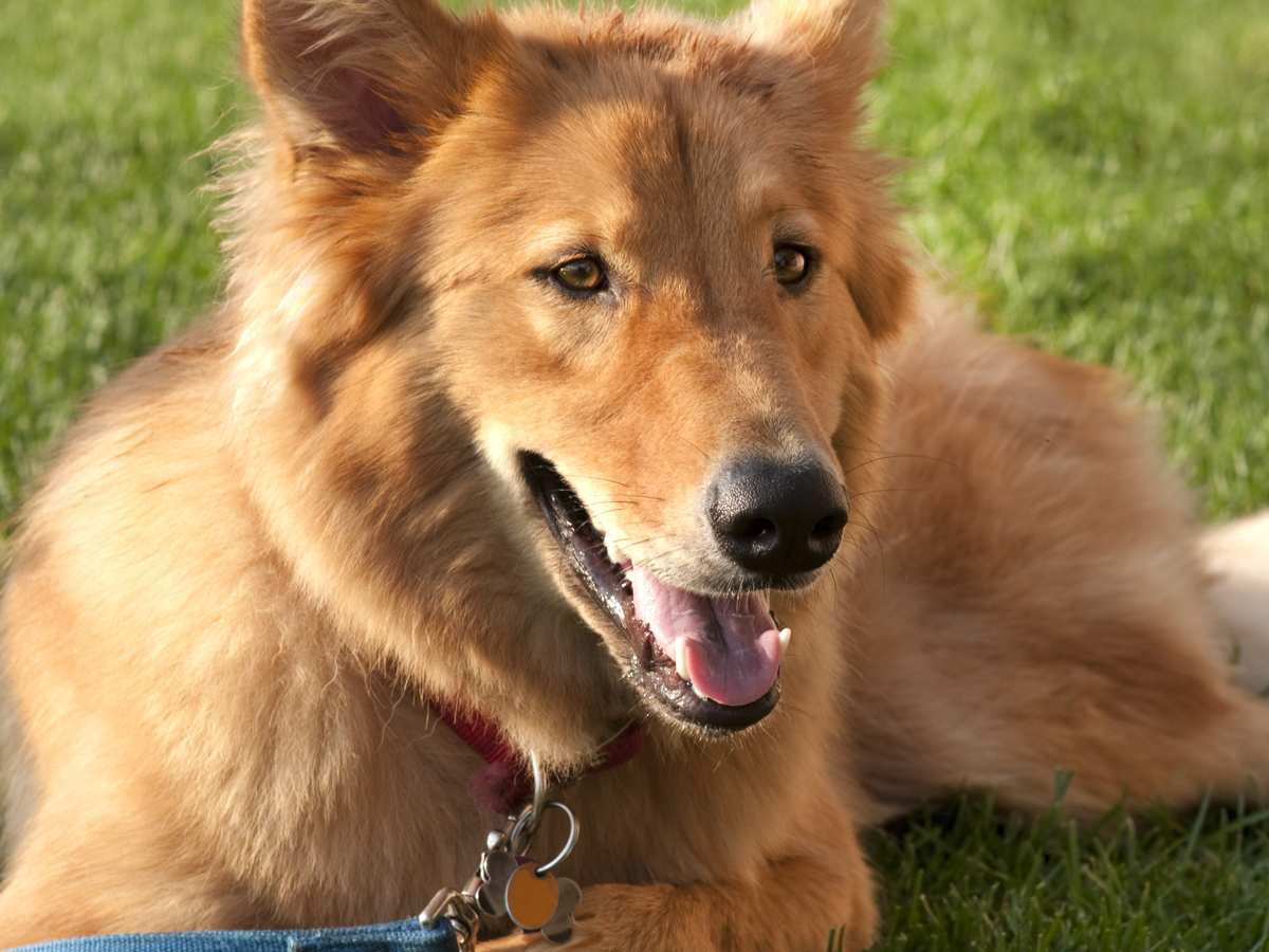 Siberian Husky Mixed With Golden Retriever Husky Golden Retriever Mix