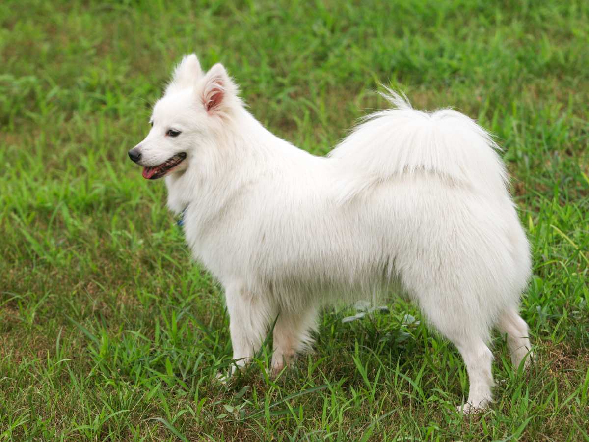 Black Japanese Spitz