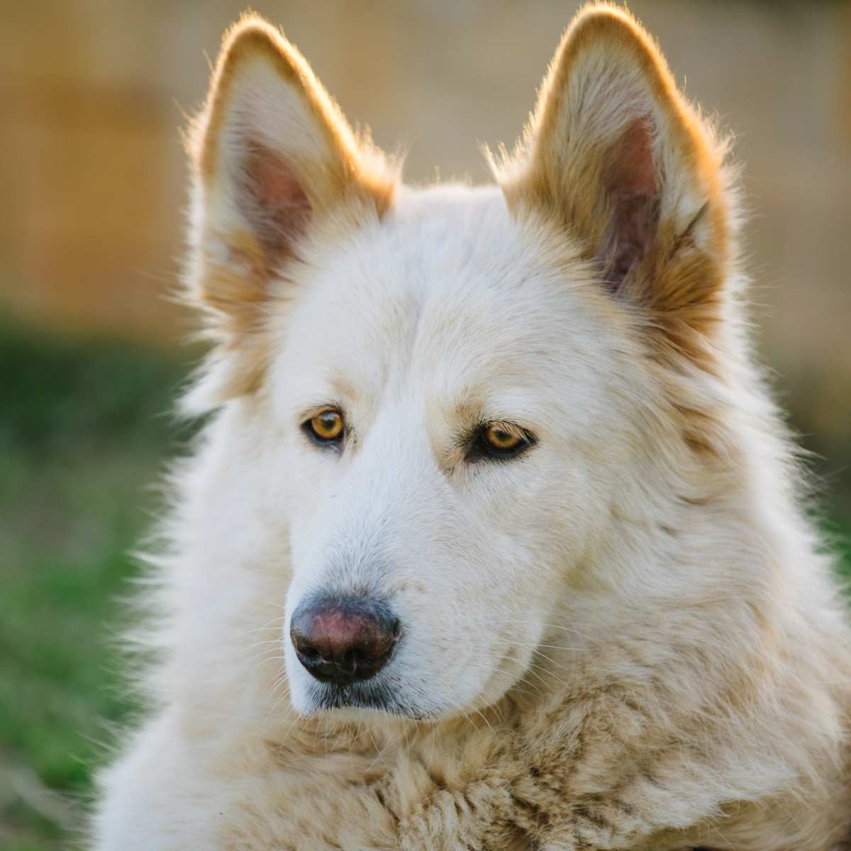 Northern Inuit Dog Puppy