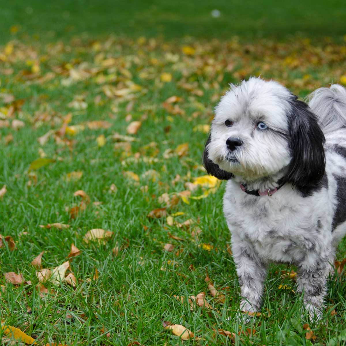 Adult Shih Poo Pictures Full Grown