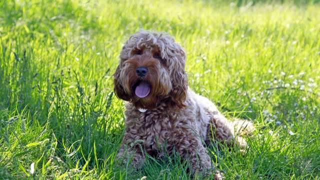 Aussiedoodle vs Springerdoodle » Complete Breed Comparison