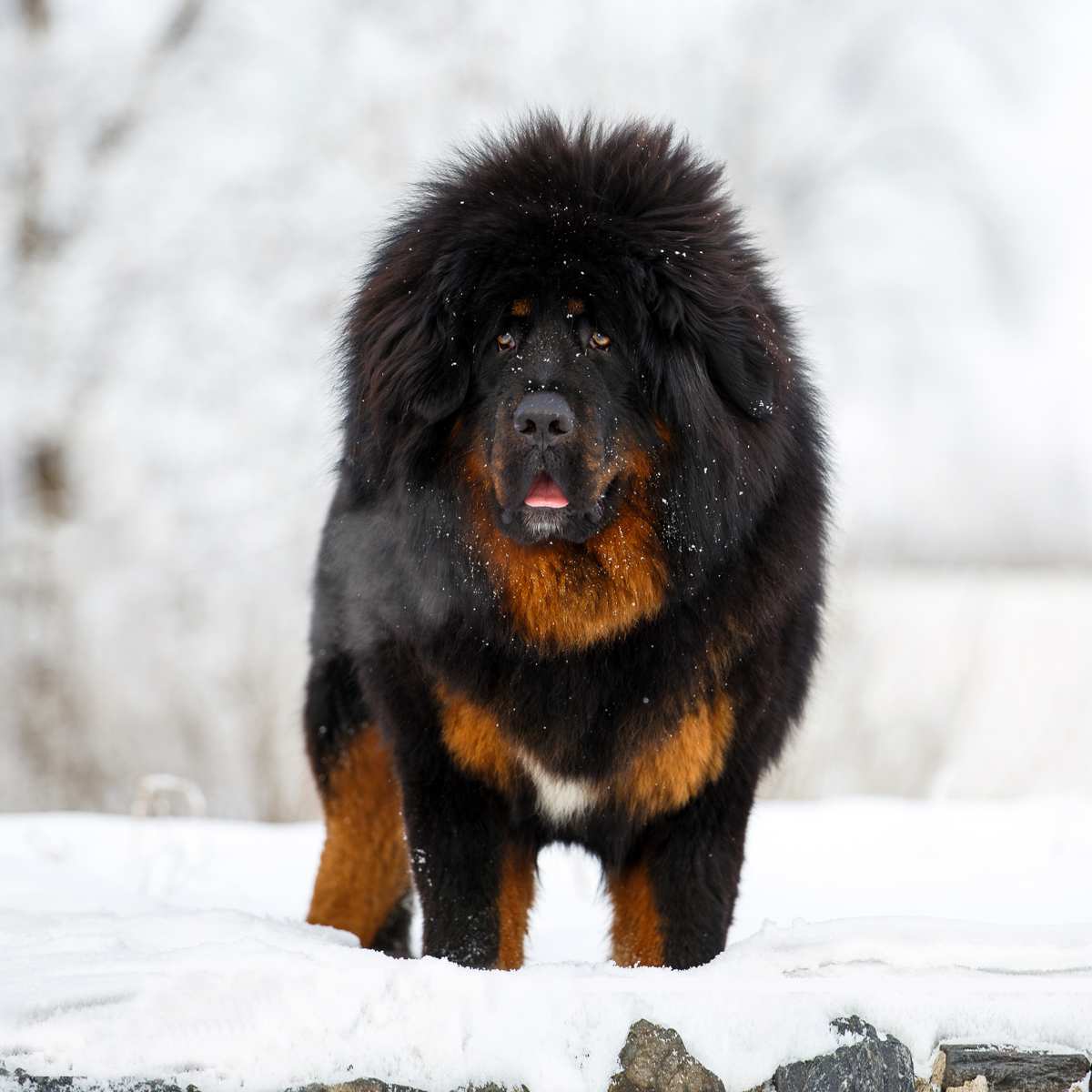 Tibetan Mastiff Lion Head Tibetan Mastiff Dog: A Rare And Protective